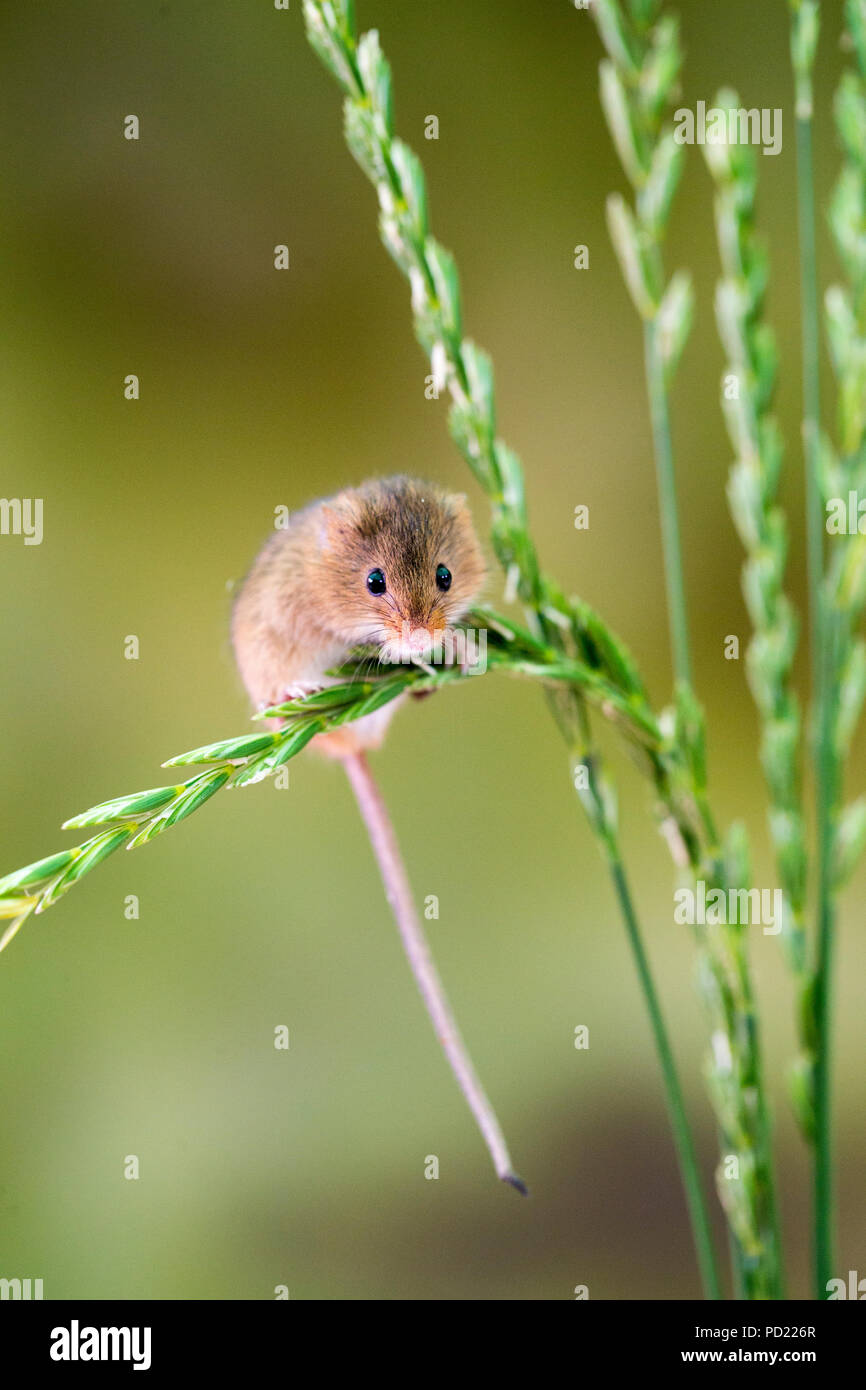 Harvest mouse hi-res stock photography and images - Alamy