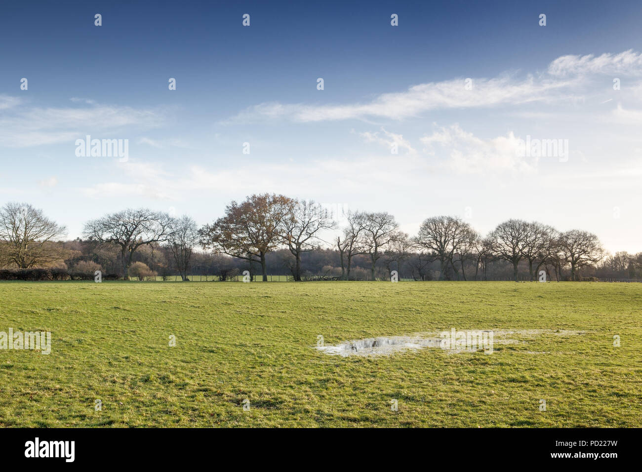 landscape of a green field with a large puddles on a waterlogged field ...