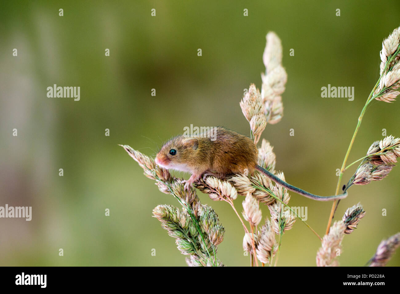 Harvest mouse hi-res stock photography and images - Alamy