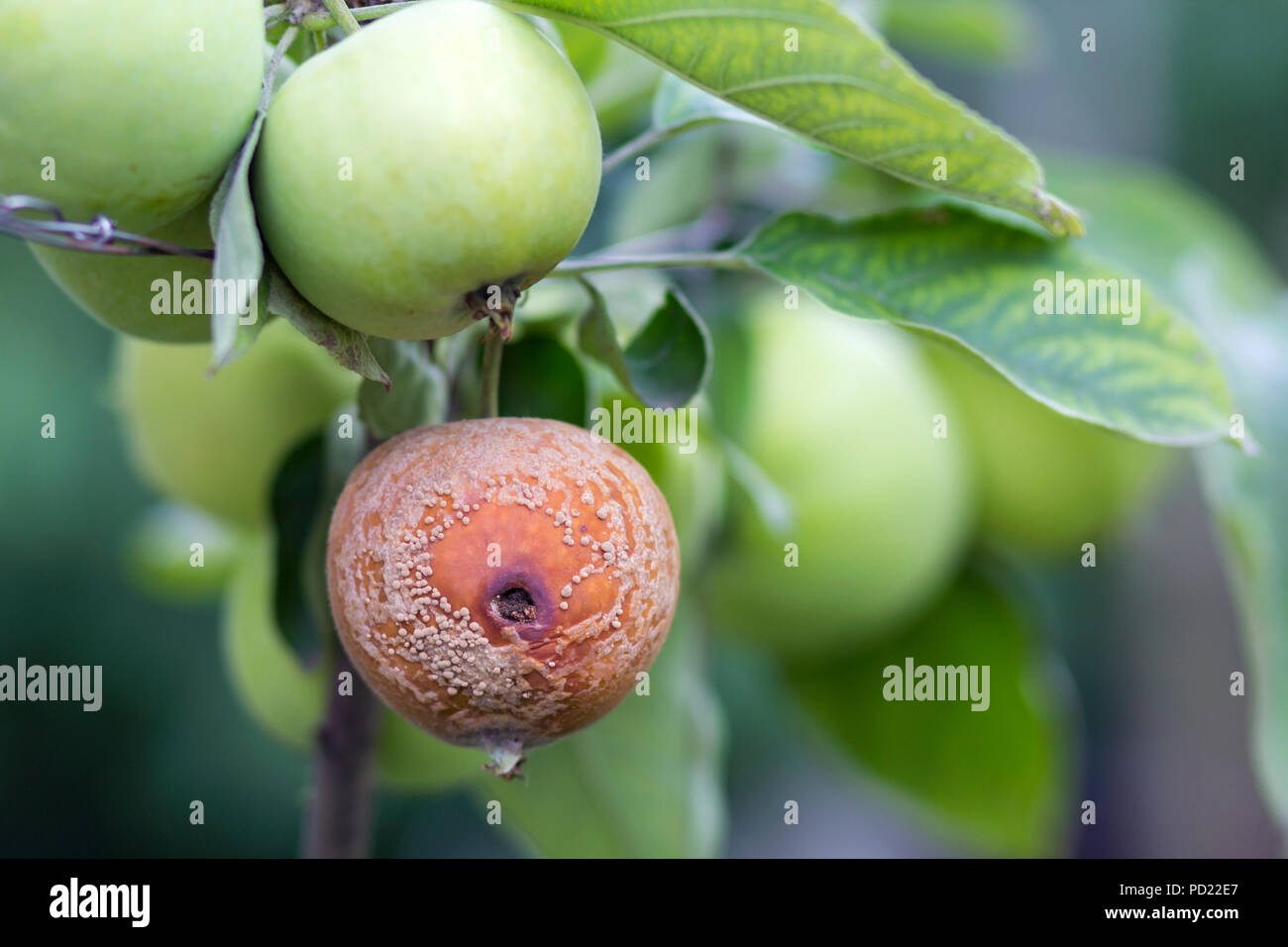 Soft rot tree hi-res stock photography and images - Alamy