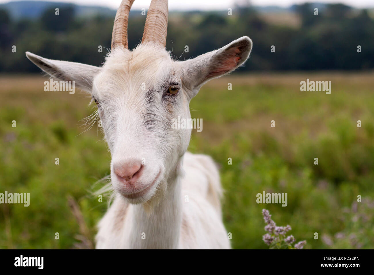 Close-up profile portrait of nice white hairy bearded goats with long ...