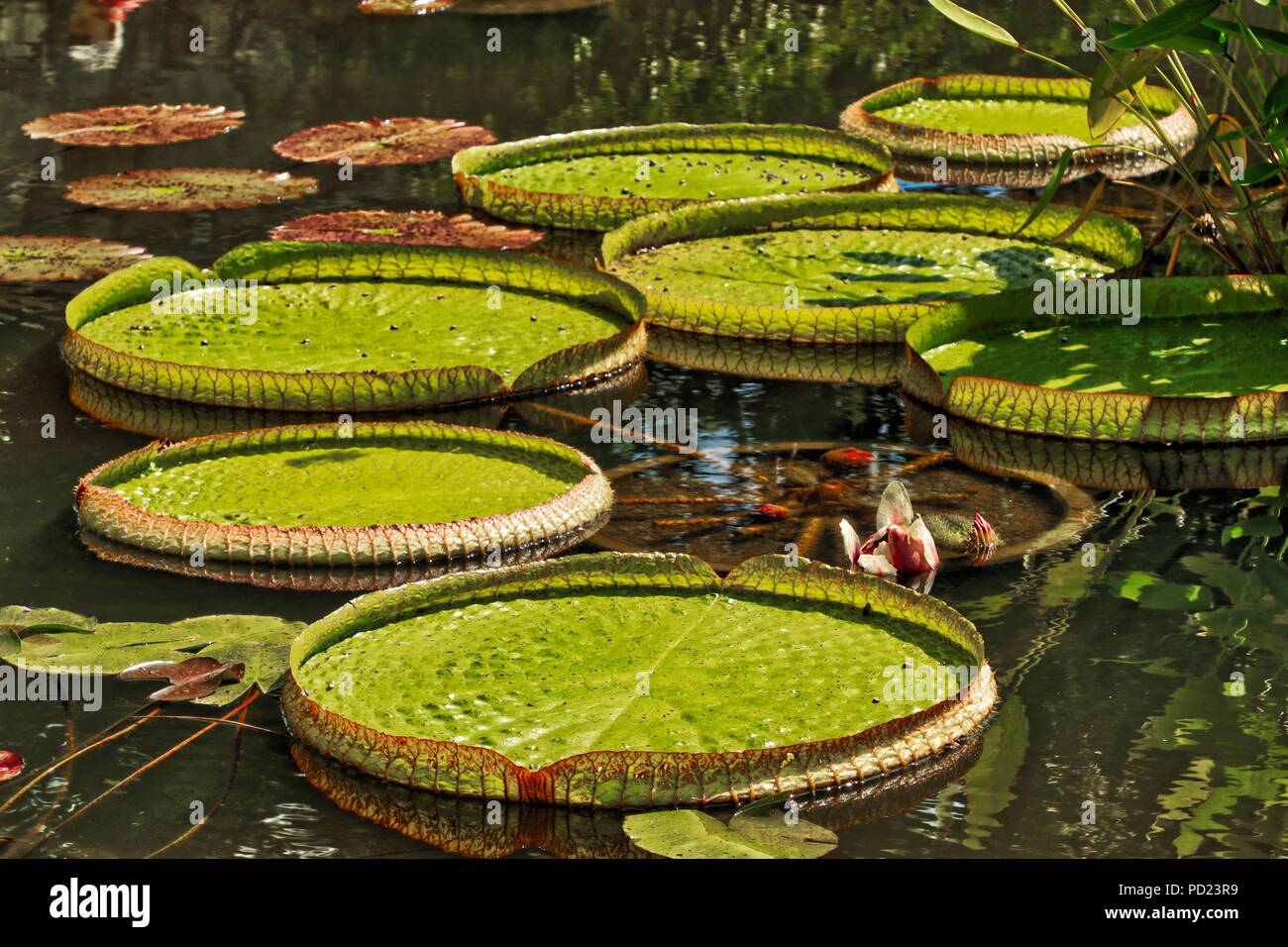 Lilly pond hi-res stock photography and images - Alamy
