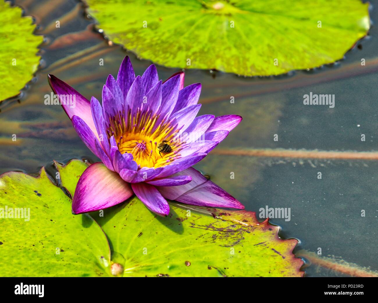 Lilly pictures hi-res stock photography and images - Alamy