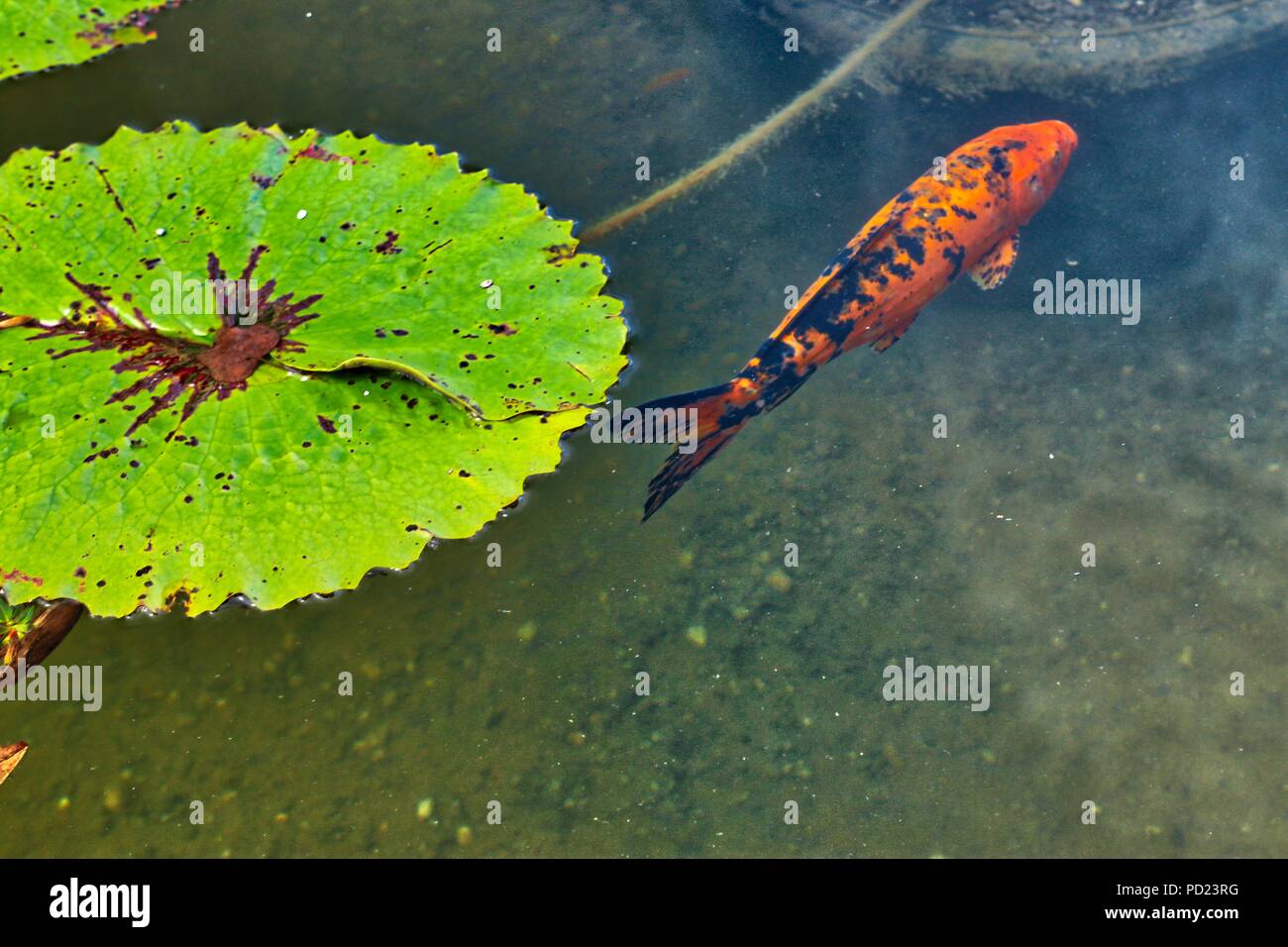 Ponds billboard hi-res stock photography and images - Alamy