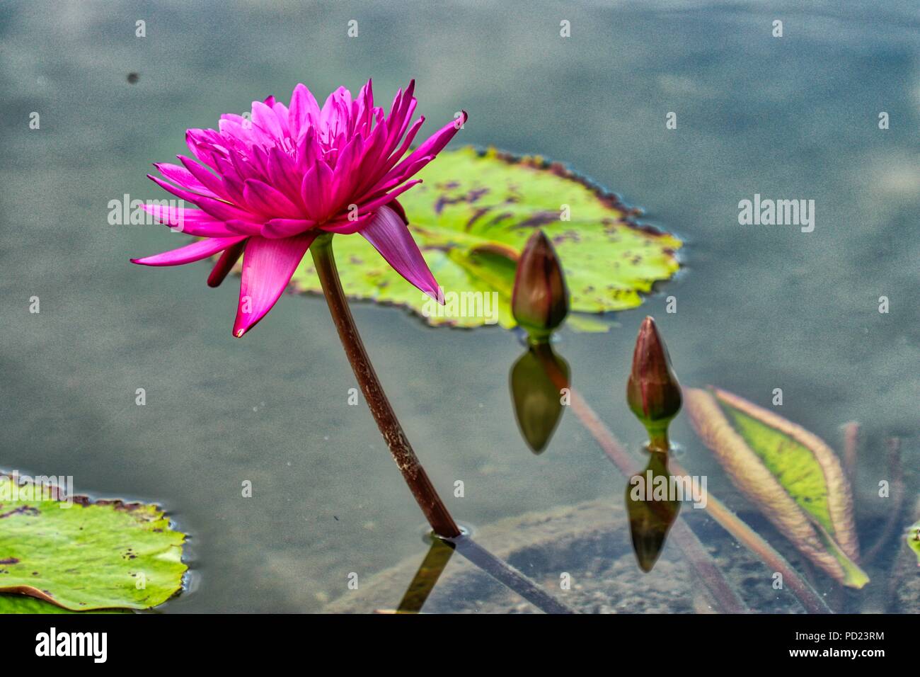 Ponds billboard hi-res stock photography and images - Alamy