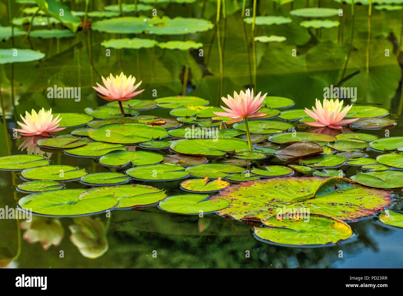 Lilly pond hi-res stock photography and images - Alamy