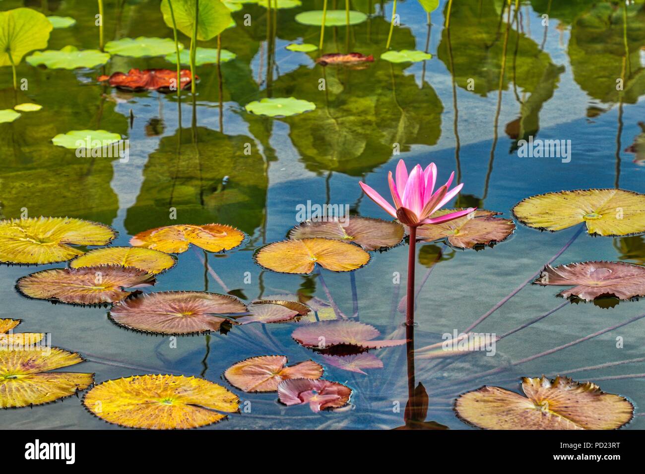 Ponds billboard hi-res stock photography and images - Alamy