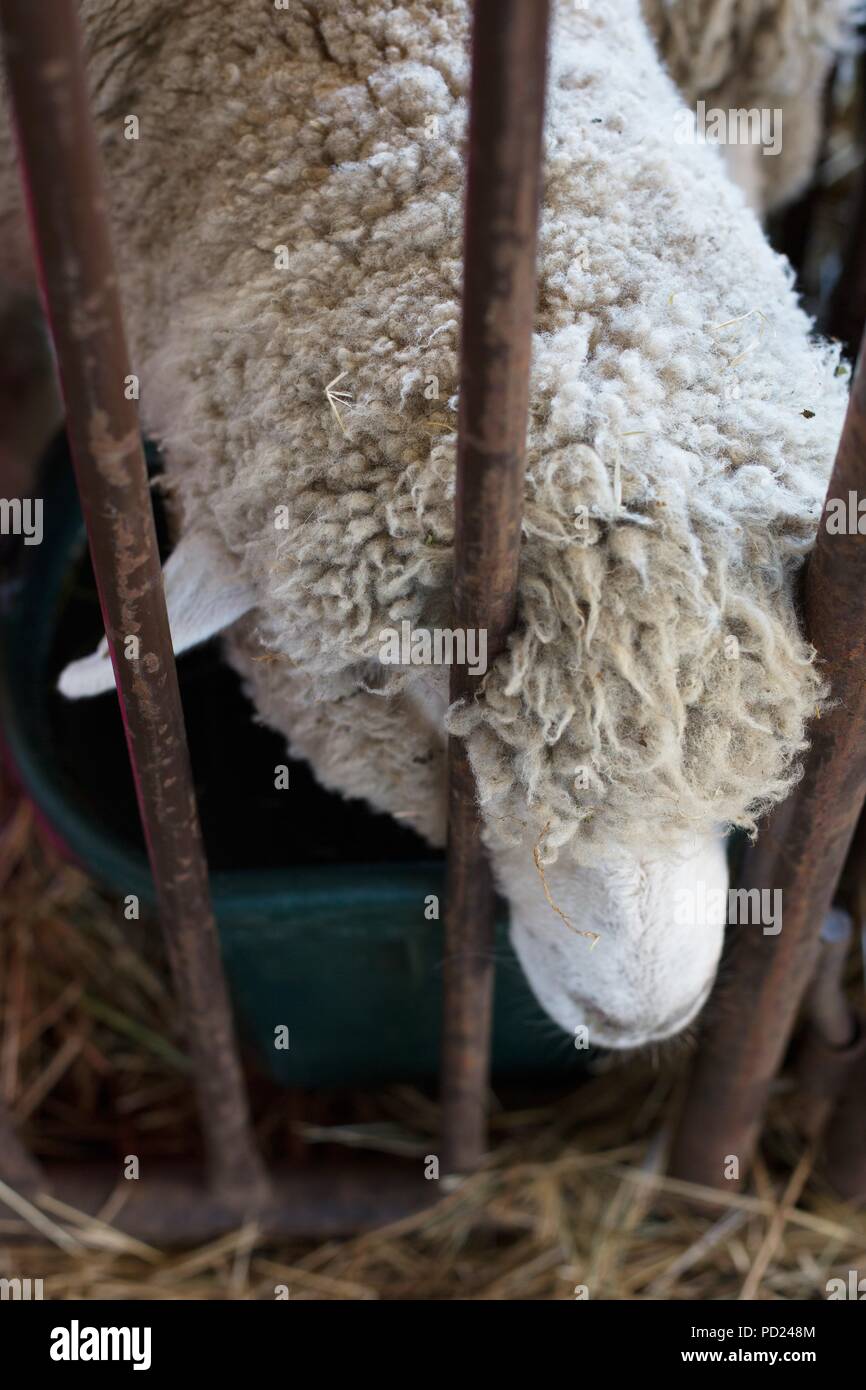 A sad looking sheep with his head between bars at a county fair in ...