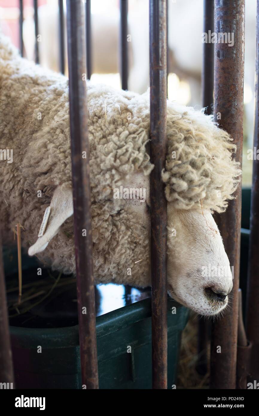 A sad looking sheep with his head between bars at a county fair in ...