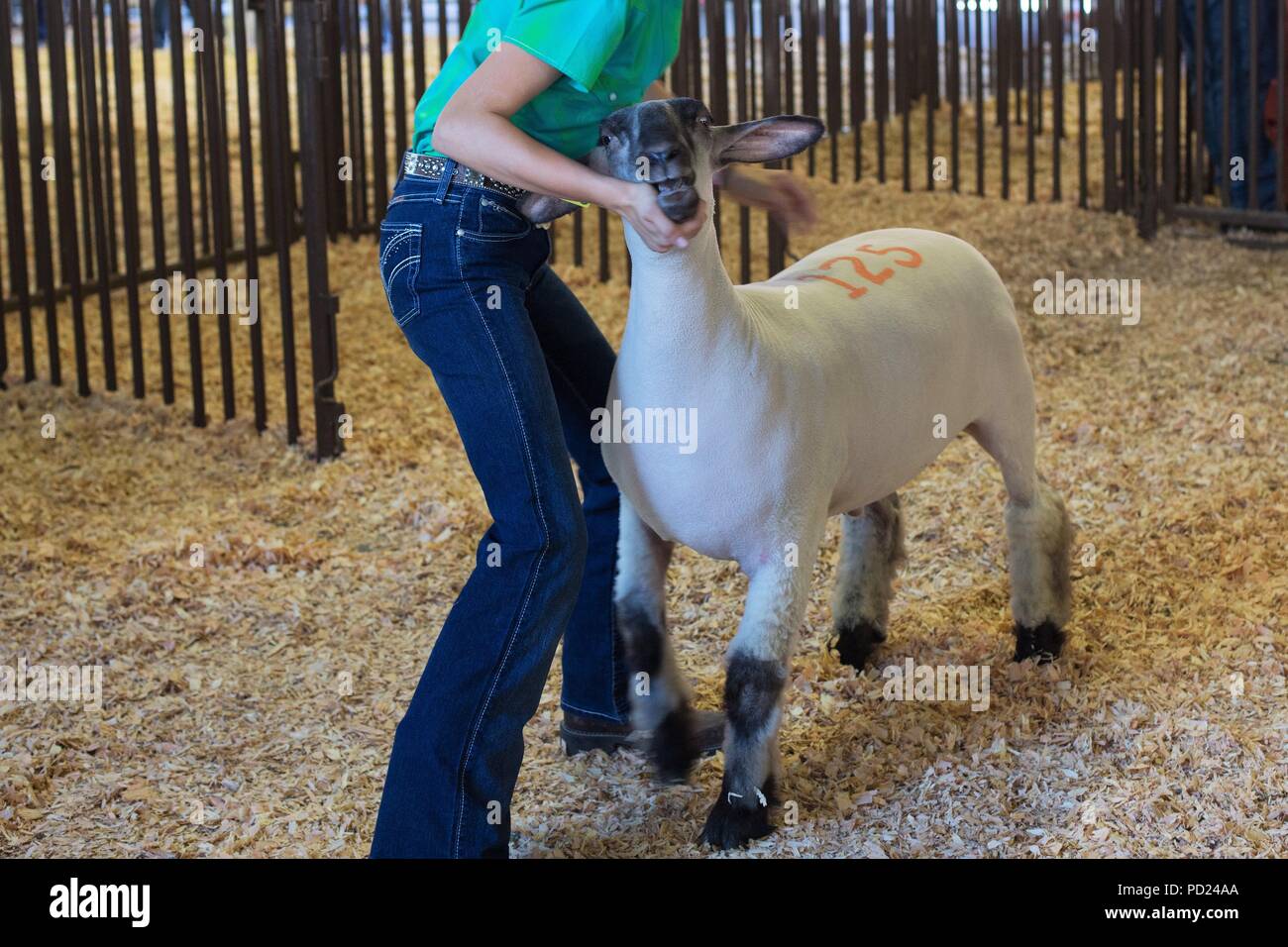 Handling sheep hi-res stock photography and images - Alamy