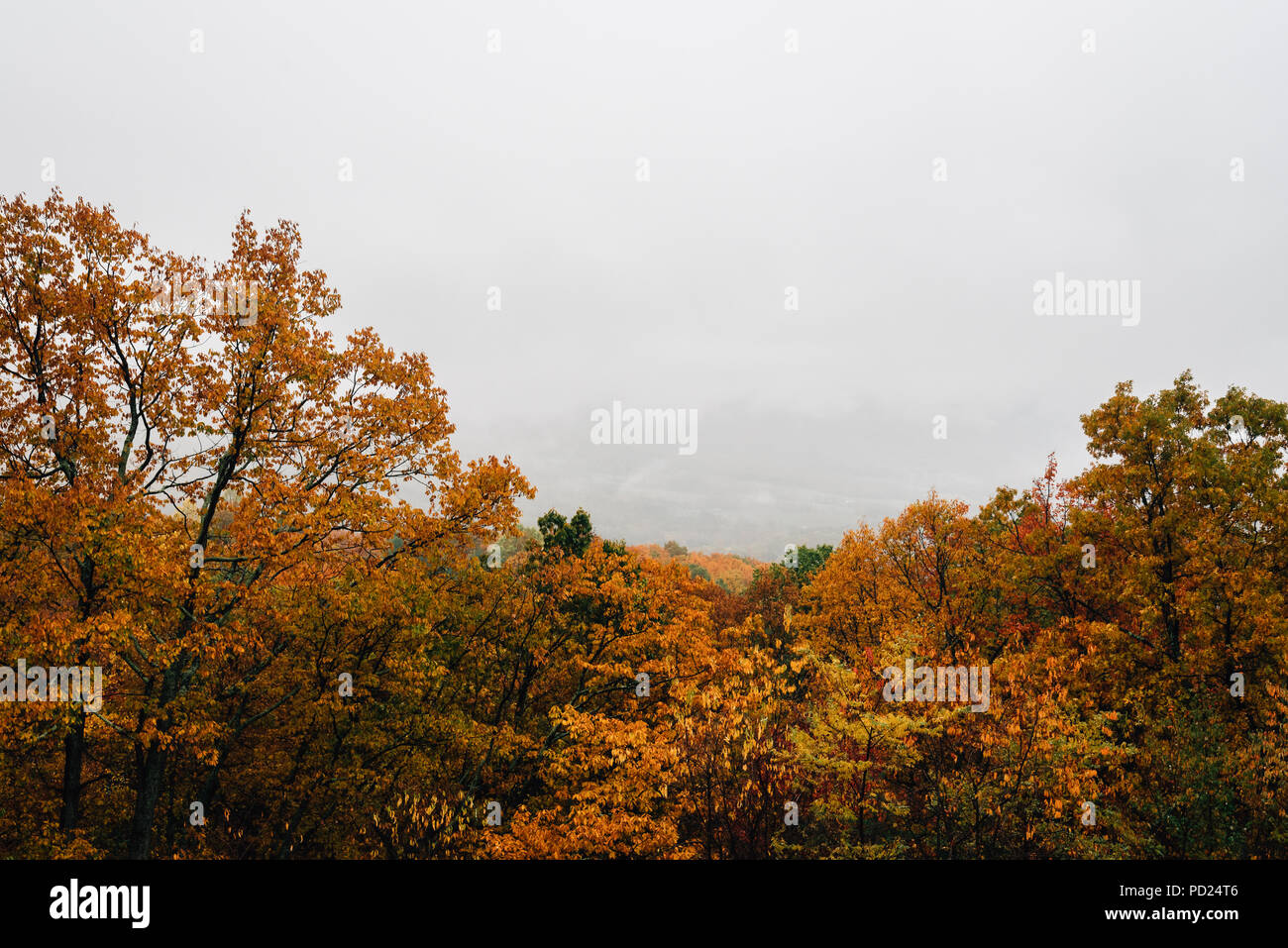 Autumn color and fog on the Blue Ridge Parkway in the Appalachian ...