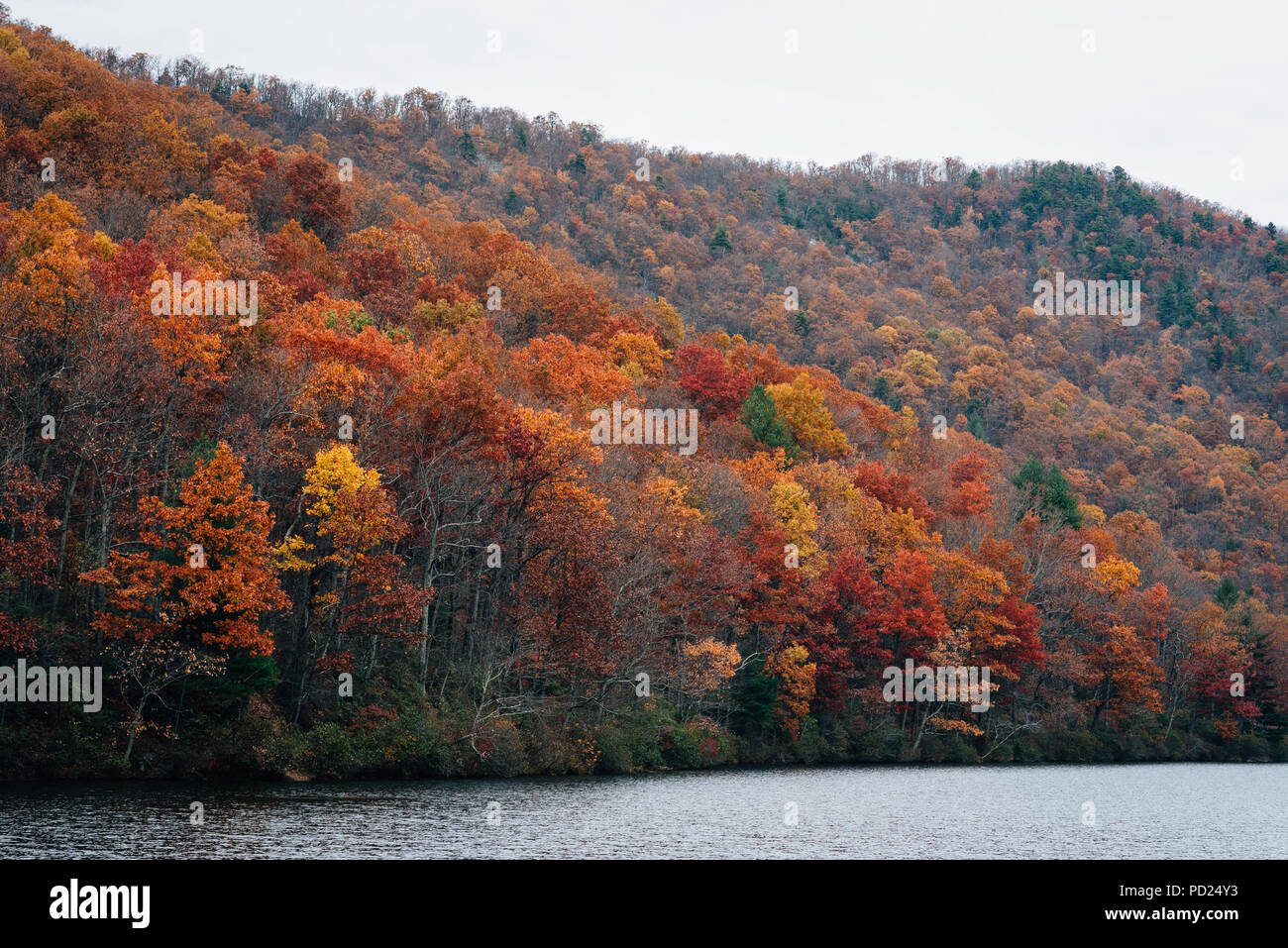 Autumn color at Sherando Lake, near the Blue Ridge Parkway in George ...