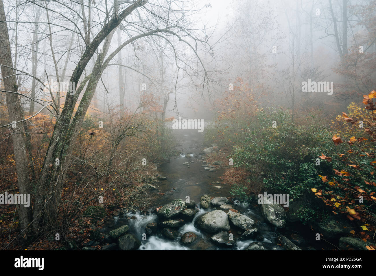 Foggy autumn view of the Tye River, near Crabtree Falls, in George ...