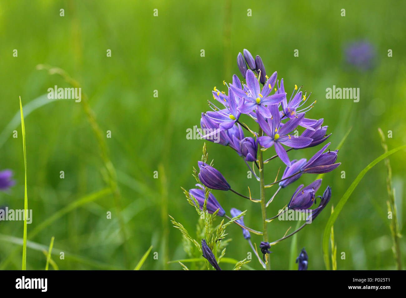 Common camas hi-res stock photography and images - Alamy