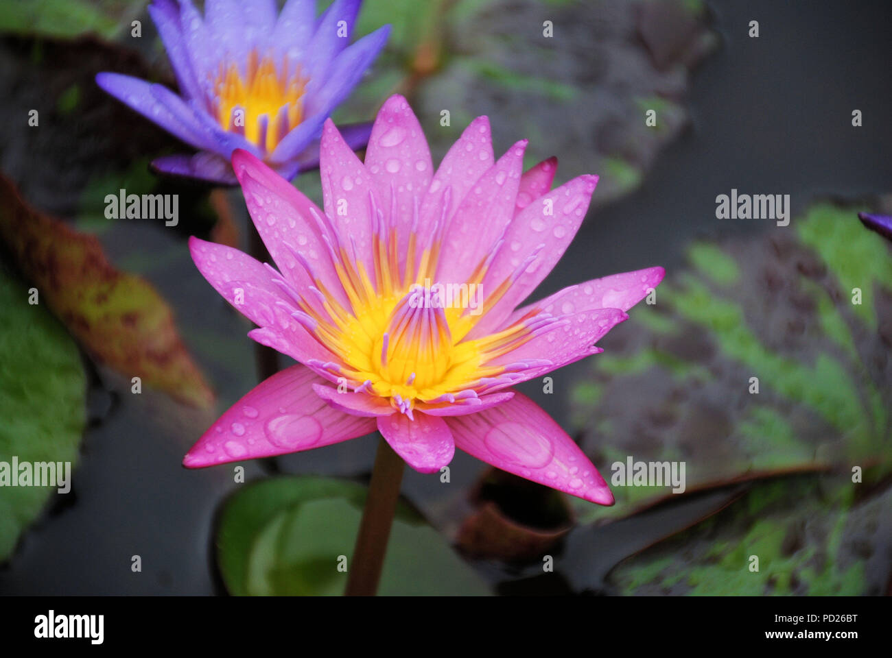 Lotus plant underwater hi-res stock photography and images - Alamy