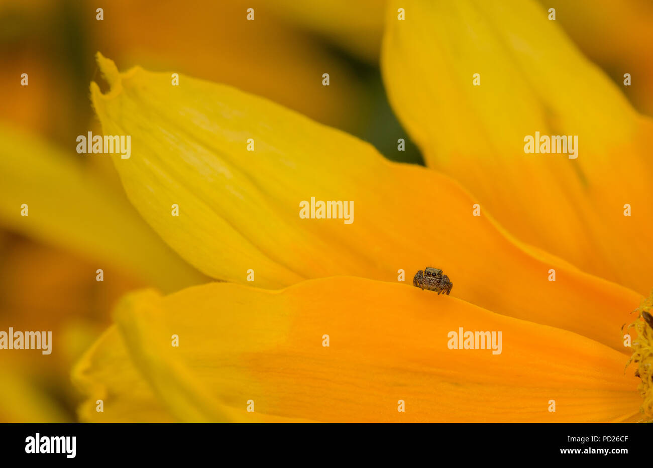 Jumping spider hunting in a yellow world Stock Photo - Alamy