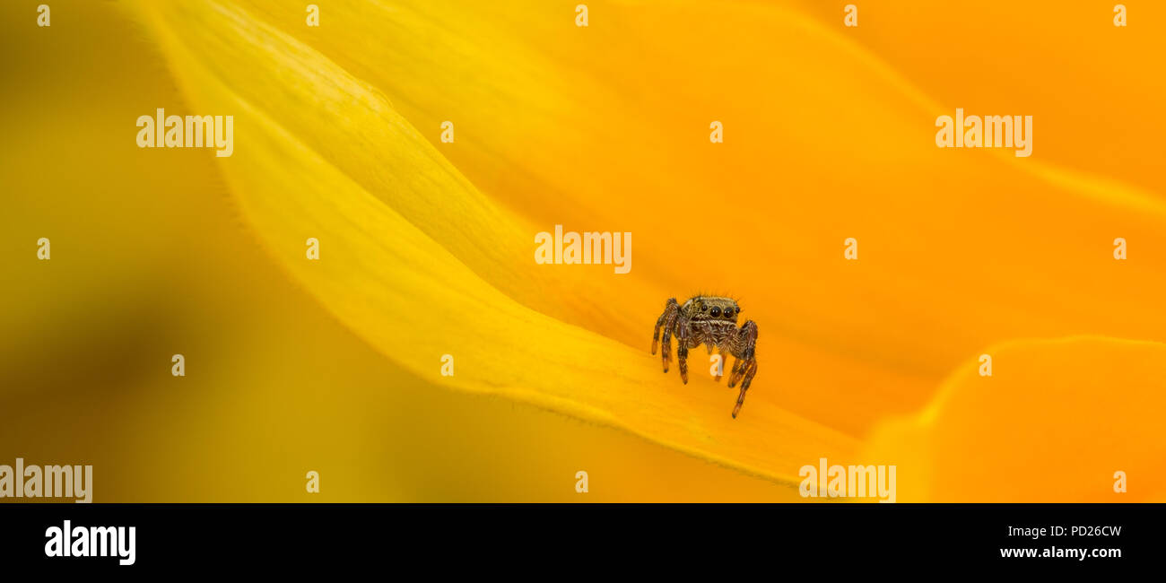Jumping spider hunting in a yellow world Stock Photo - Alamy