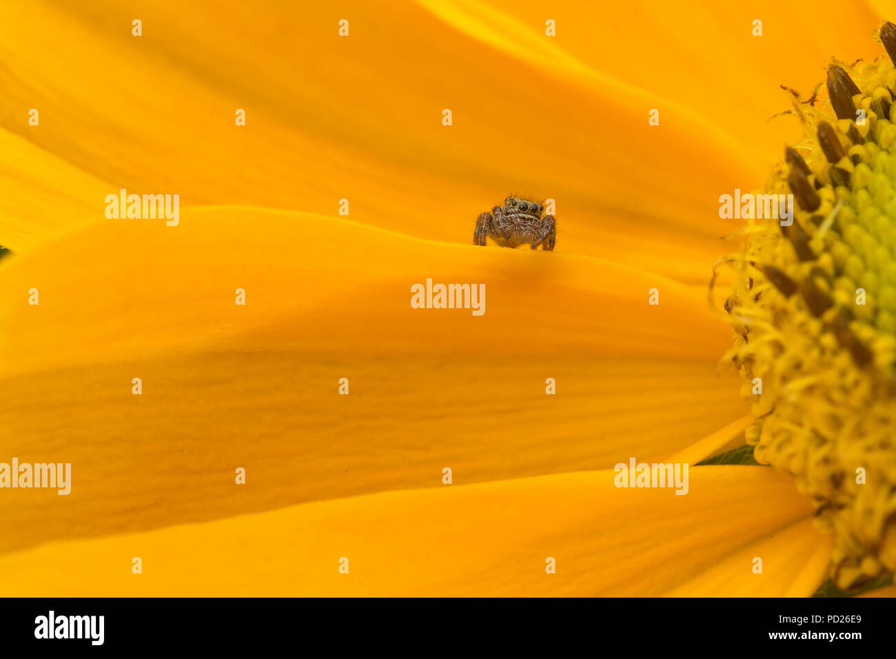 Jumping spider hunting in a yellow world Stock Photo - Alamy