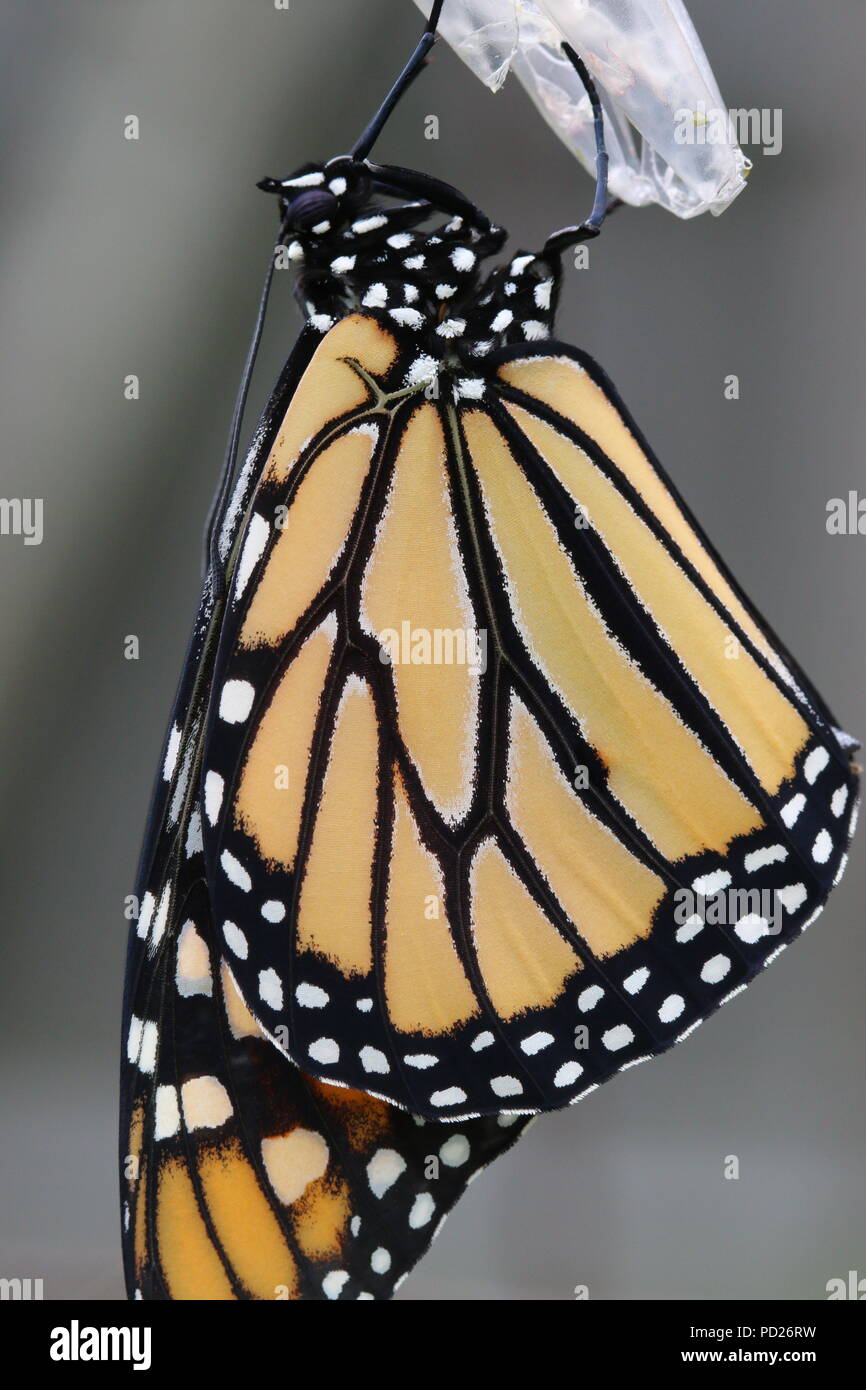 Male Monarch Butterfly (Danaus plexippus) on Chrysalis Stock Photo - Alamy