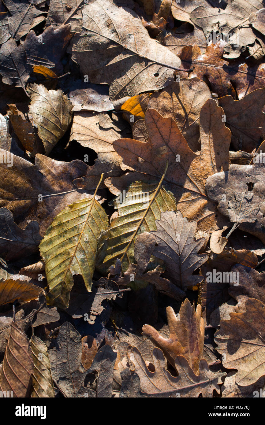 Texture background of autumn season with leaves Stock Photo - Alamy