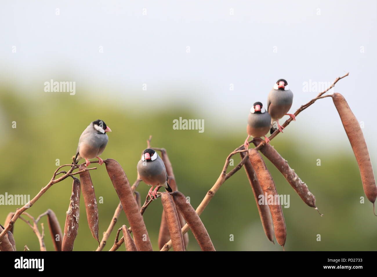 Java Sparrow Big Island Hawaii Stock Photo - Alamy