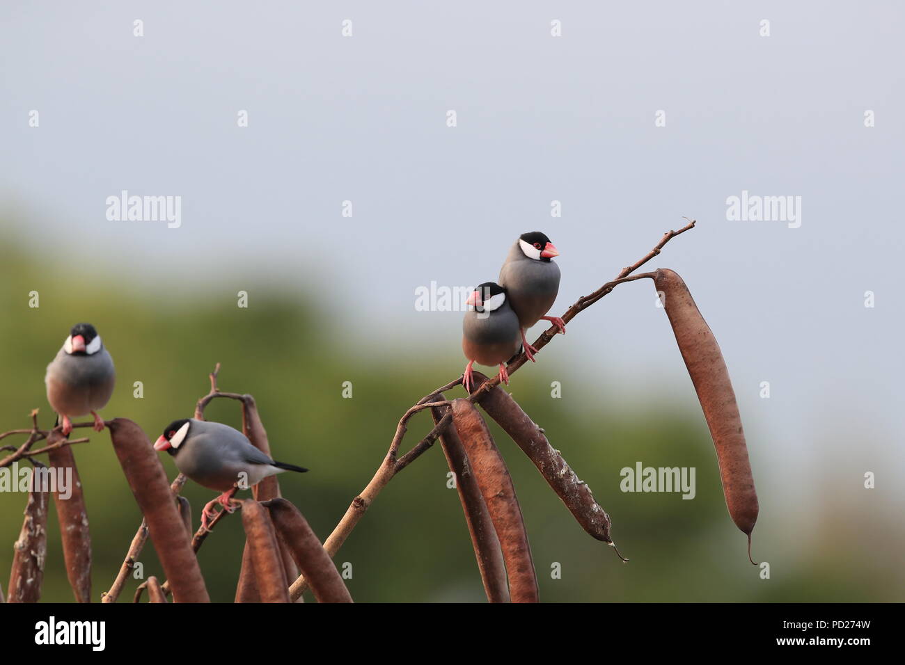 Java Sparrow Big Island Hawaii Stock Photo - Alamy