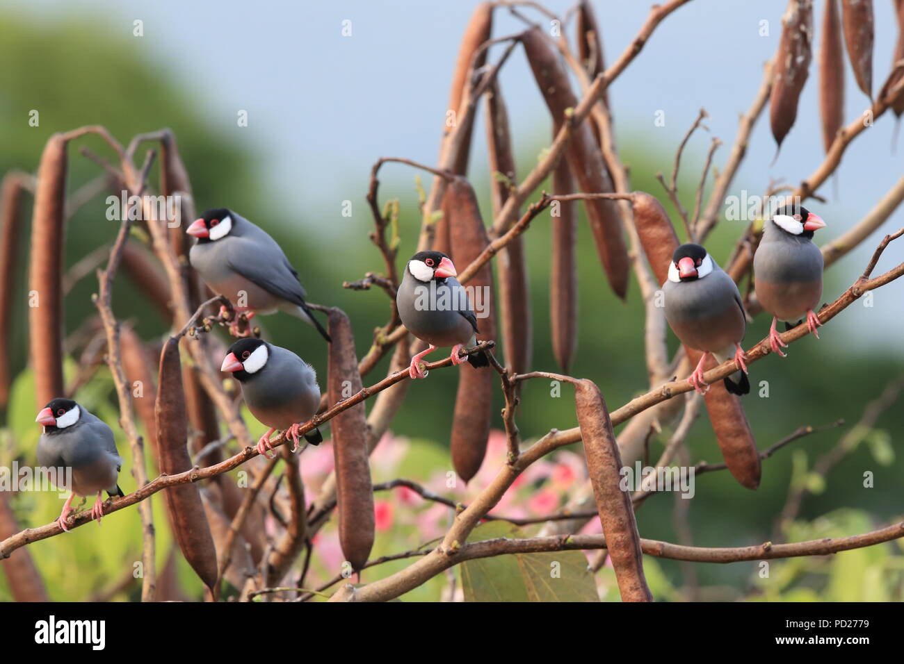 Java Sparrow Big Island Hawaii Stock Photo - Alamy