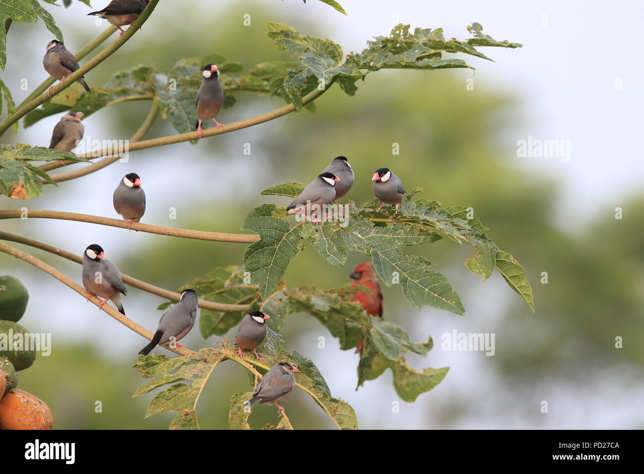 Java Sparrow Big Island Hawaii Stock Photo - Alamy
