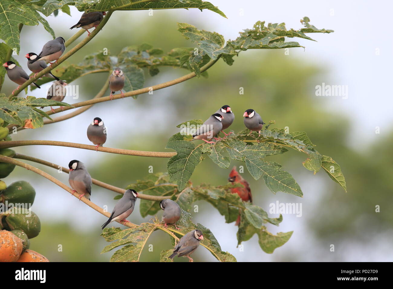 Java Sparrow Big Island Hawaii Stock Photo - Alamy