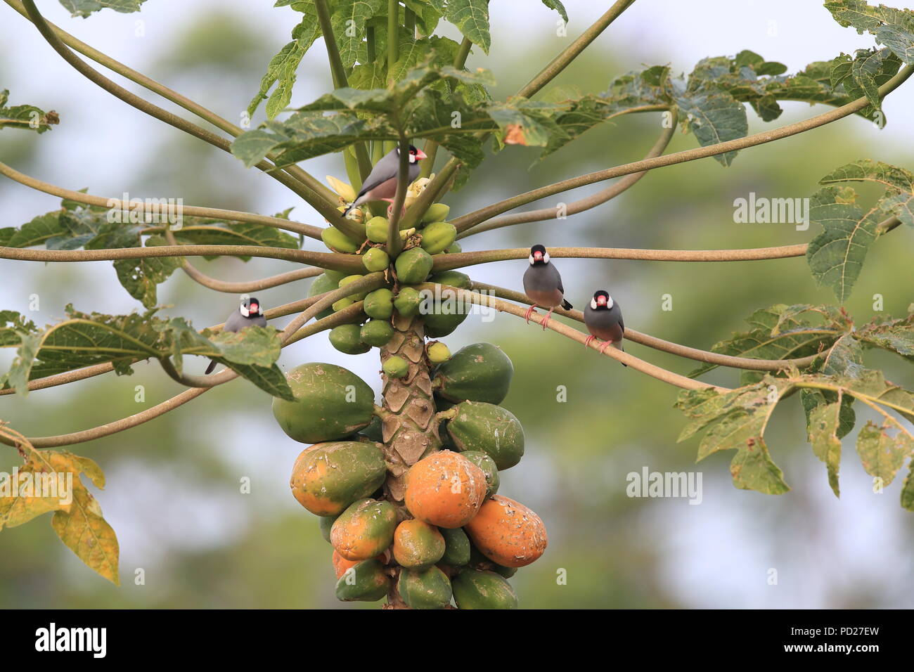 Java Sparrow Big Island Hawaii Stock Photo - Alamy