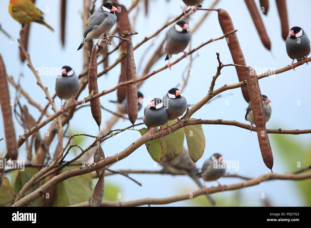 Java Sparrow Big Island Hawaii Stock Photo - Alamy
