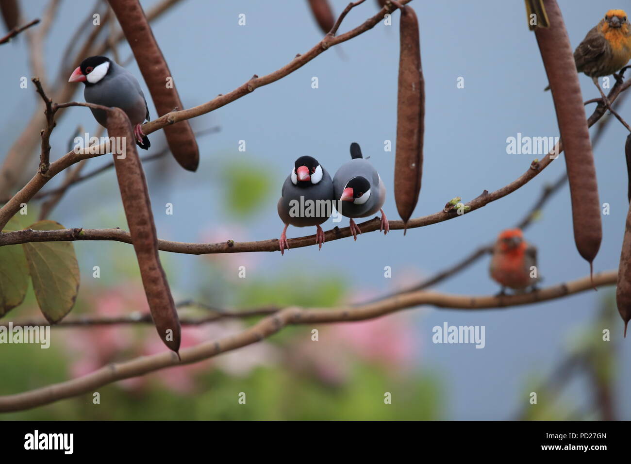 Java Sparrow Big Island Hawaii Stock Photo - Alamy