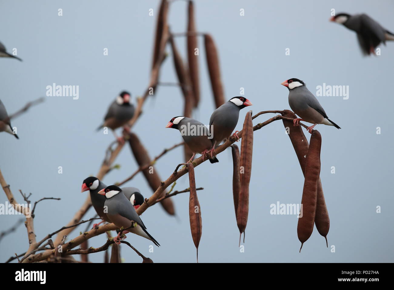 Java Sparrow Big Island Hawaii Stock Photo - Alamy