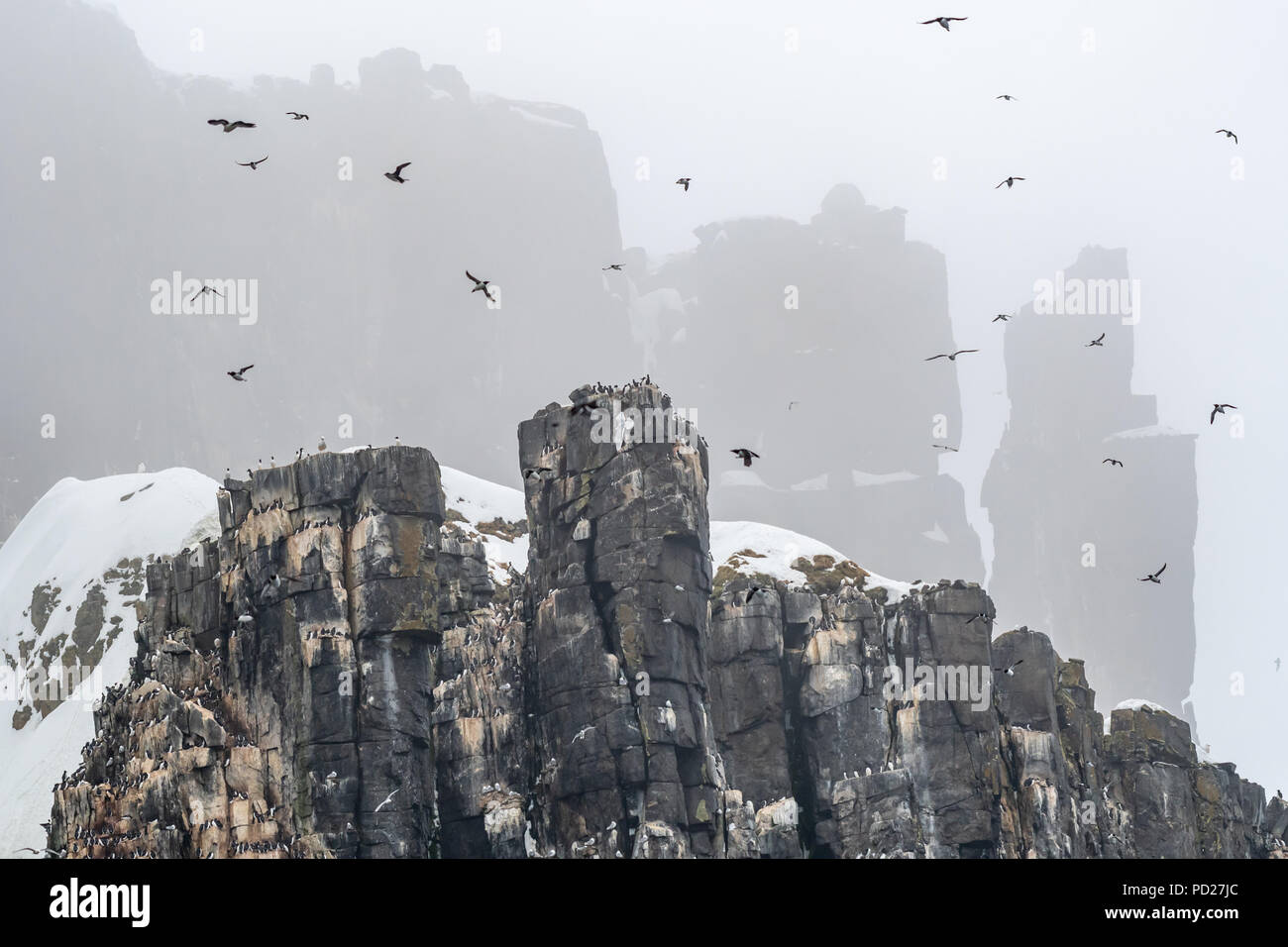 Brünnich's guillemots (Uria lomvia) also known as thick-billed murres ...