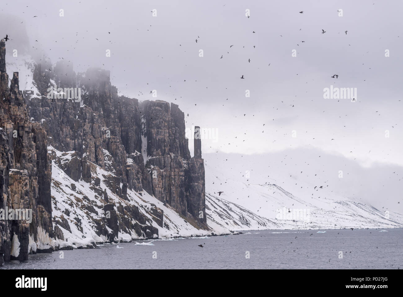 Brünnich's guillemots (Uria lomvia) also known as thick-billed murres ...