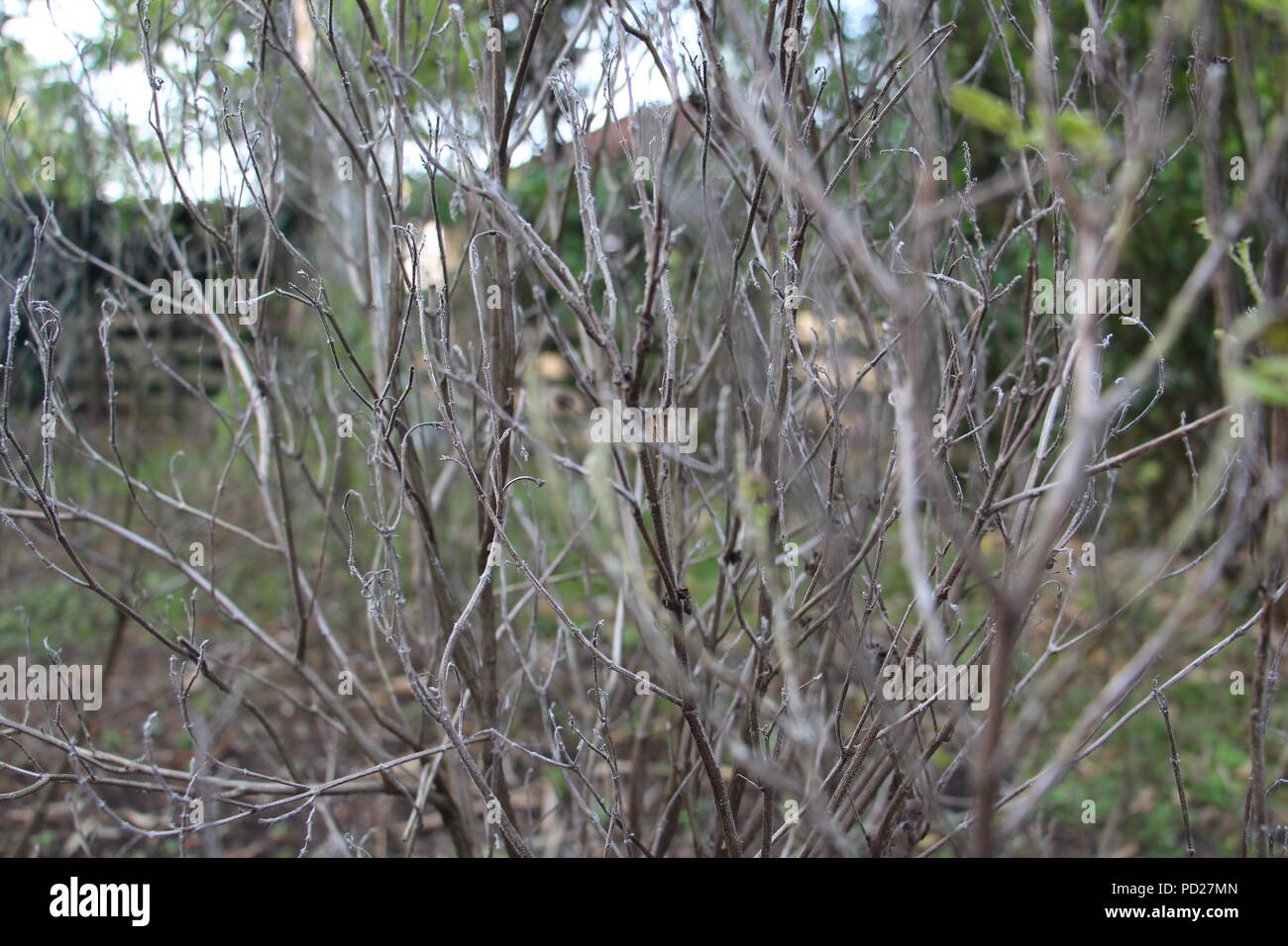 Dried Tree Branches Stock Photo - Alamy