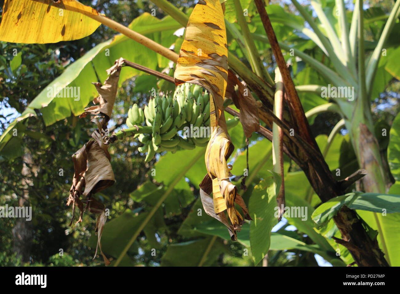 Bunch of Bananas on Banana Tree Stock Photo - Alamy