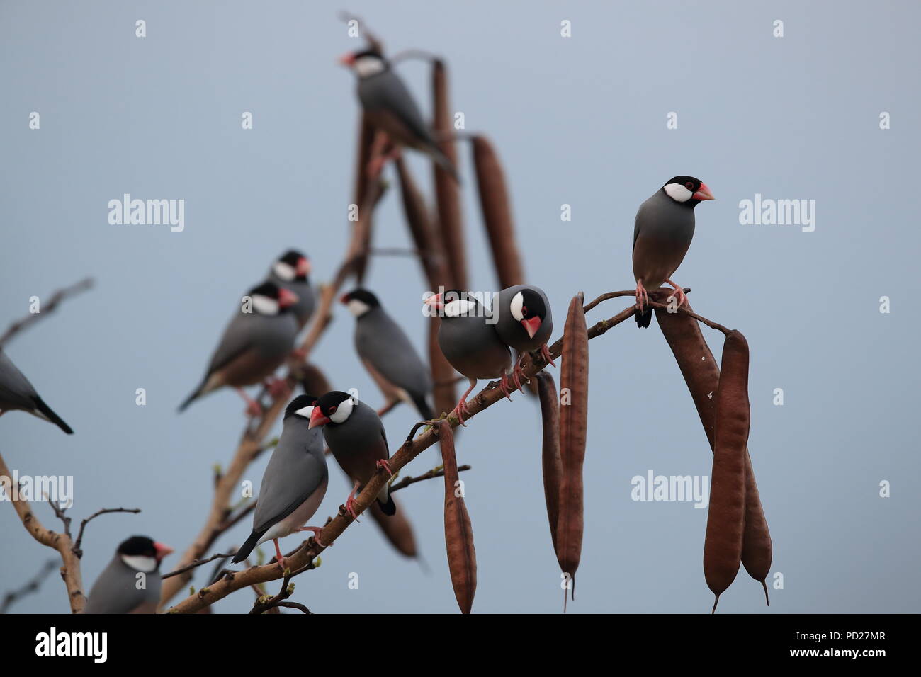 Java Sparrow Big Island Hawaii Stock Photo - Alamy
