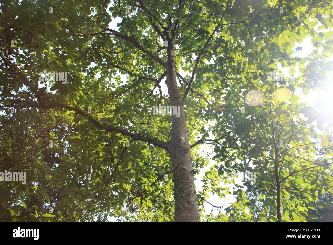 Tree of the sun hi-res stock photography and images - Alamy