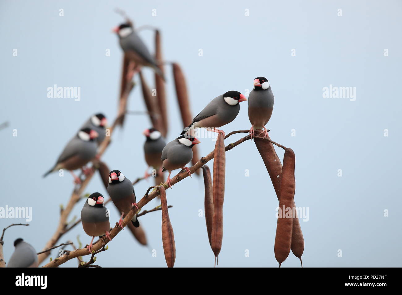 Java Sparrow Big Island Hawaii Stock Photo - Alamy