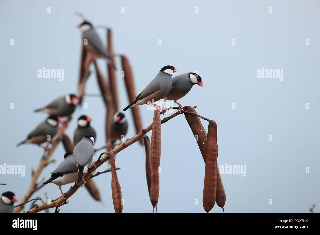 Java Sparrow Big Island Hawaii Stock Photo - Alamy
