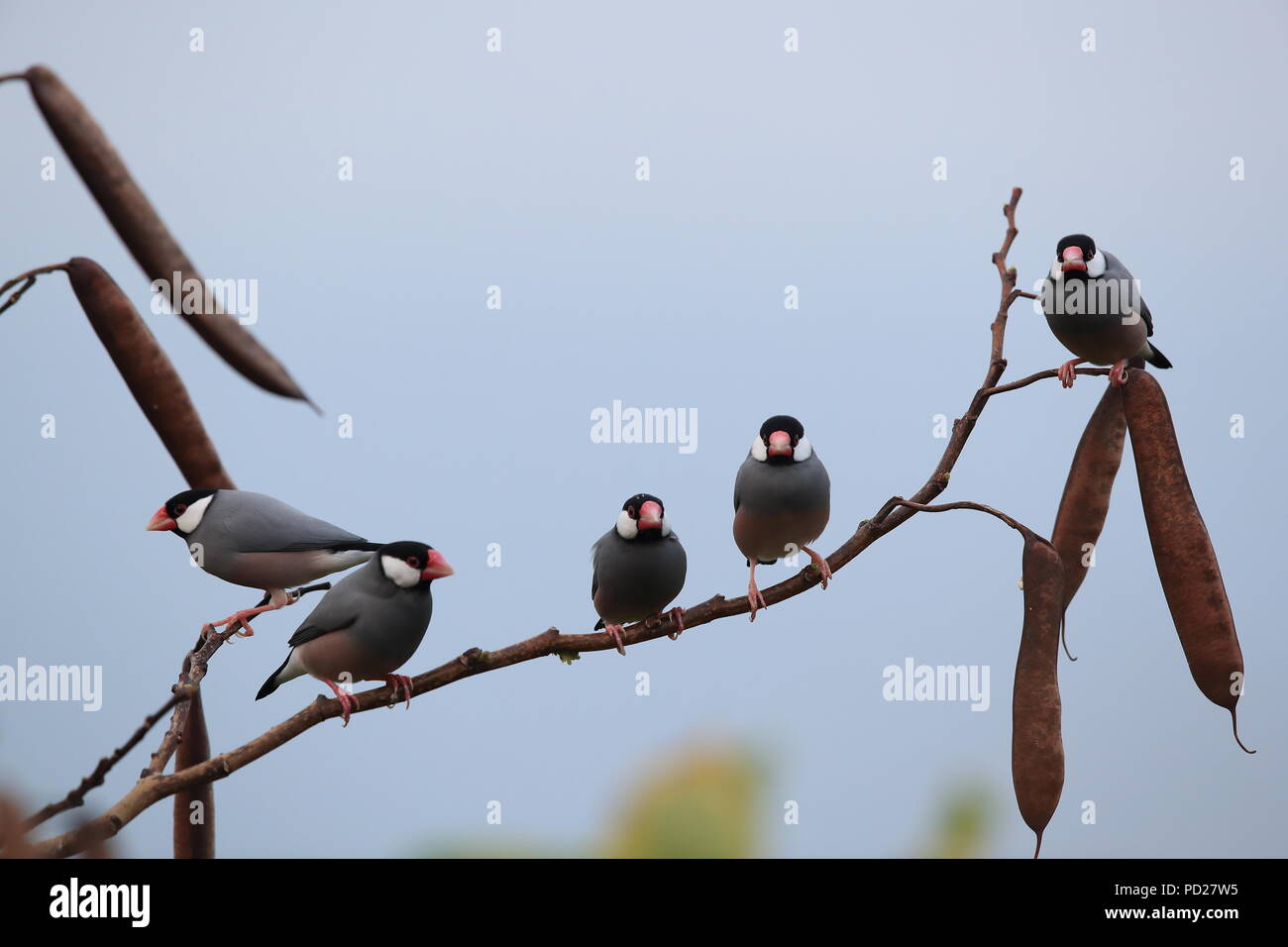 Java Sparrow Big Island Hawaii Stock Photo - Alamy