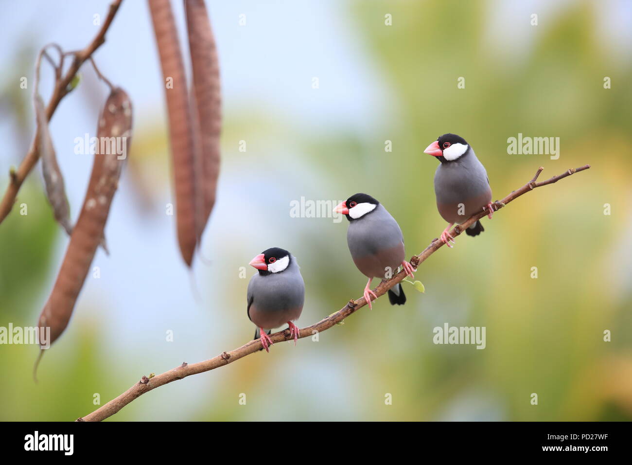 Java Sparrow Big Island Hawaii Stock Photo - Alamy