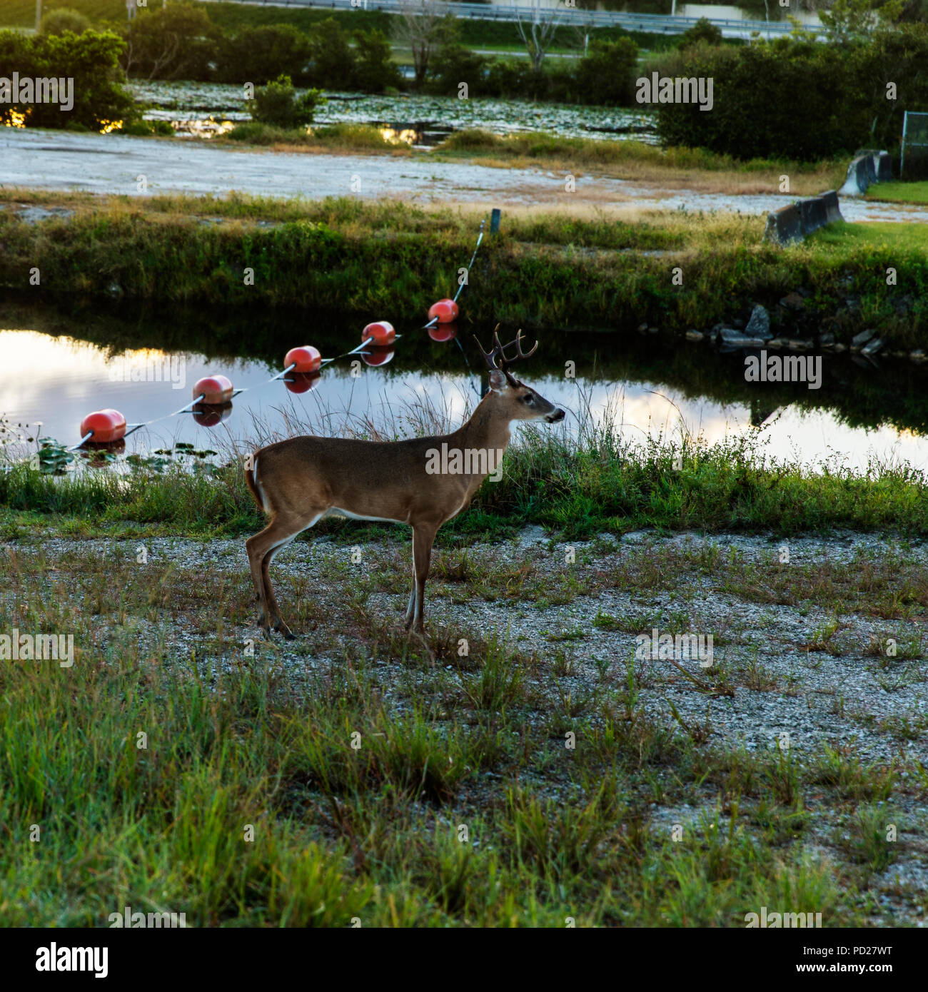 10 Point Buck Stock Photo - Alamy