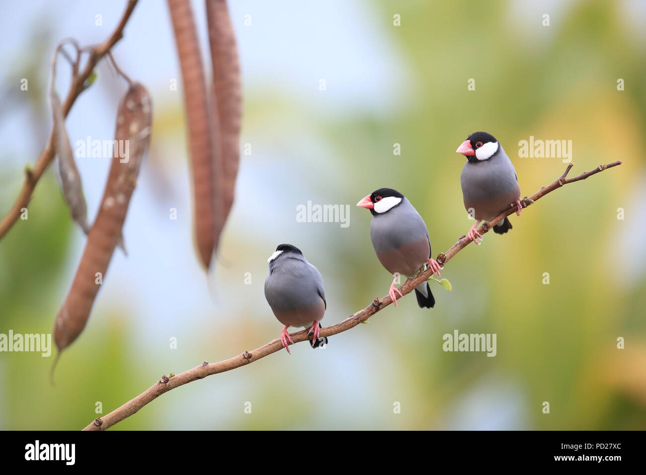 Java Sparrow Big Island Hawaii Stock Photo - Alamy