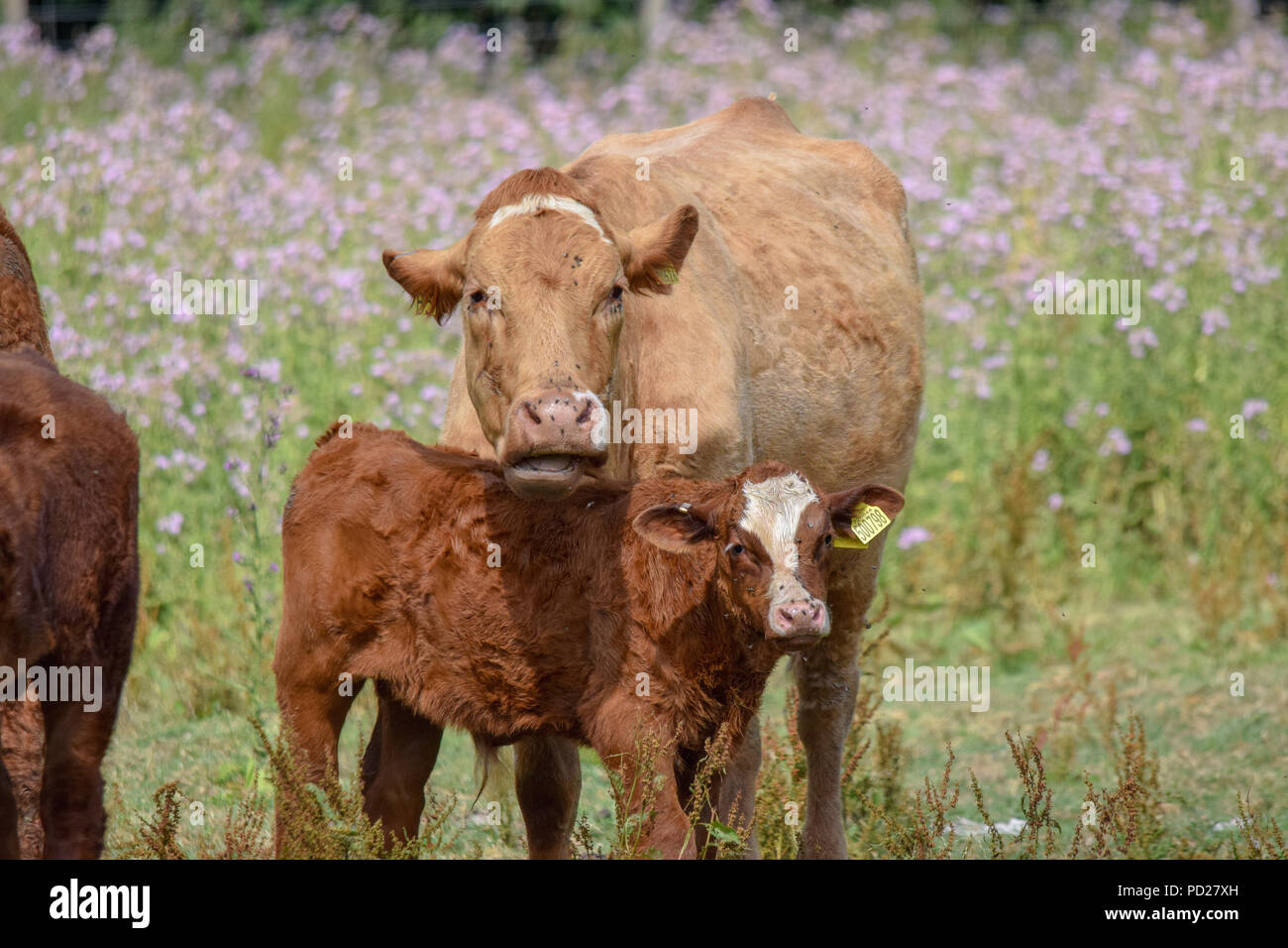 Welsh cows hi-res stock photography and images - Alamy