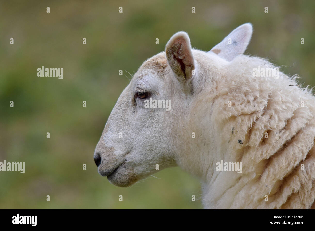 Close up sheep hi-res stock photography and images - Alamy