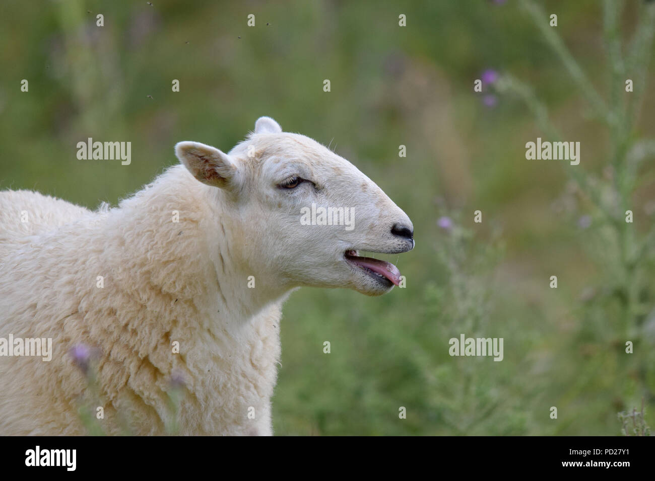 Sheep baa hi-res stock photography and images - Alamy