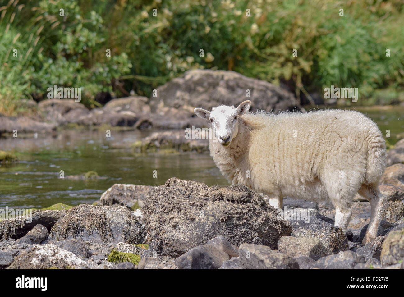Sheep baa hi-res stock photography and images - Alamy