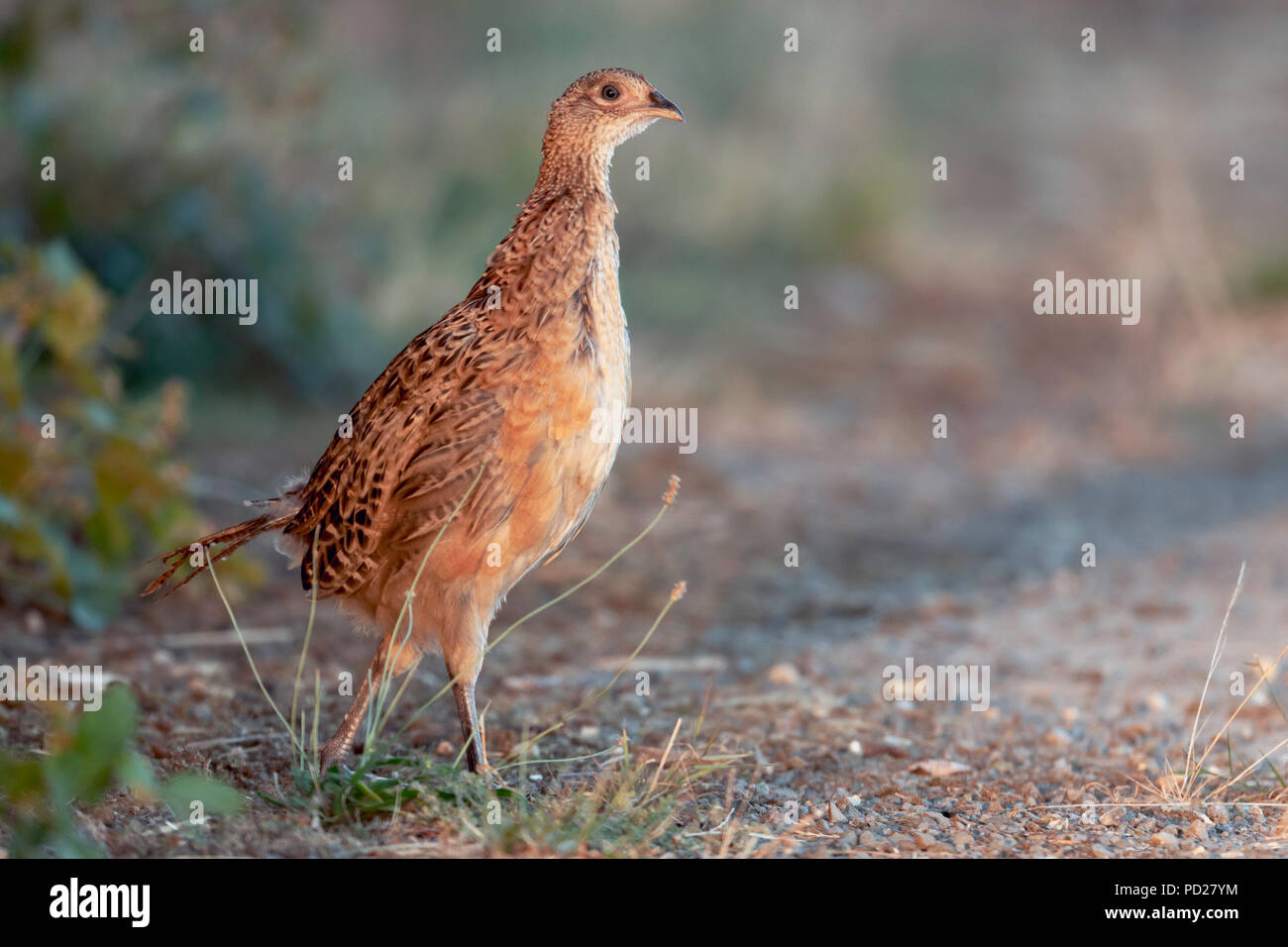 A young female Pheasant steps out of the undergrowth into bright ...
